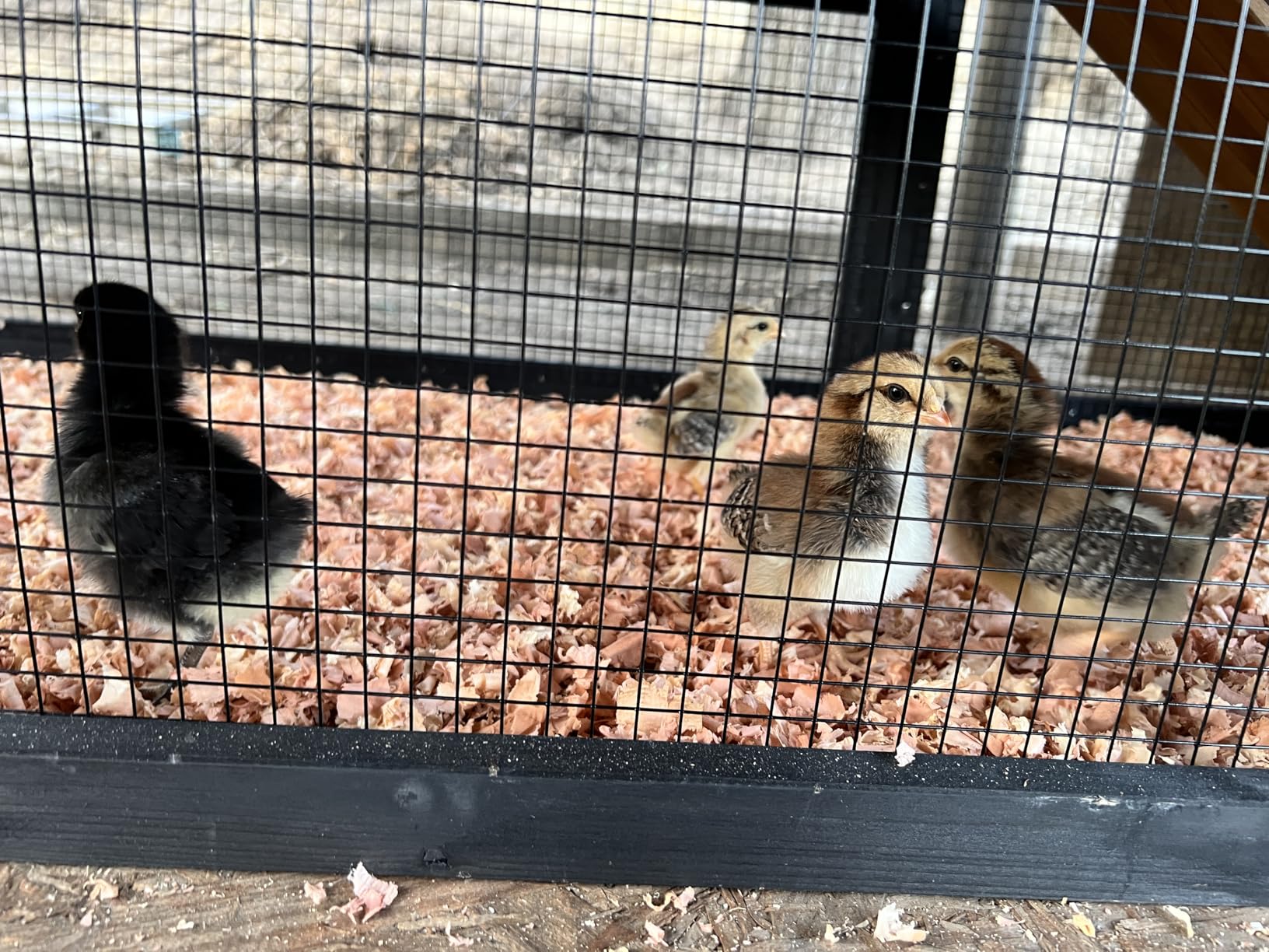 10 Best Chicken Coops (June 2026) Expert Reviews