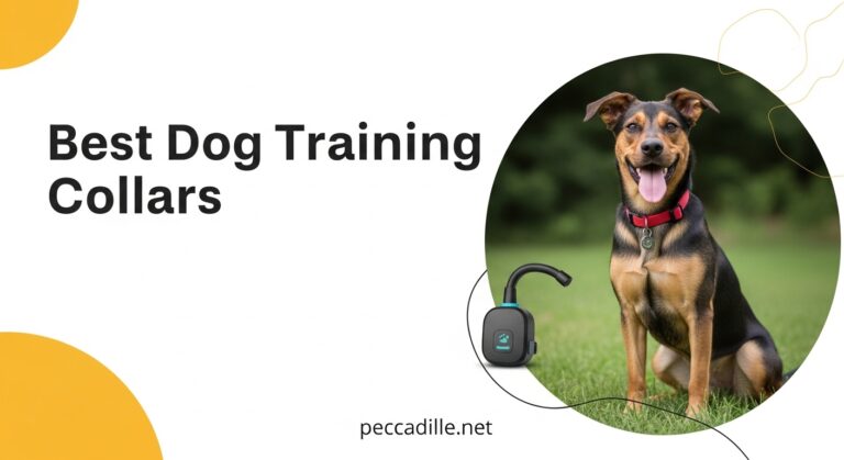 10 Best Dog Training Collars (June 2026) Expert Picks